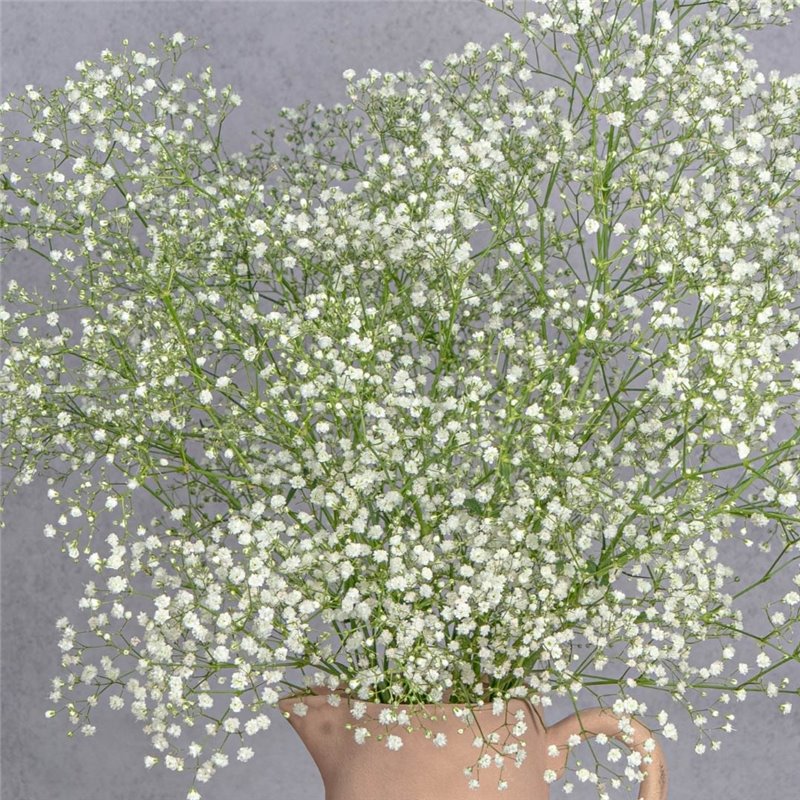 JARRA CON PANICULATA